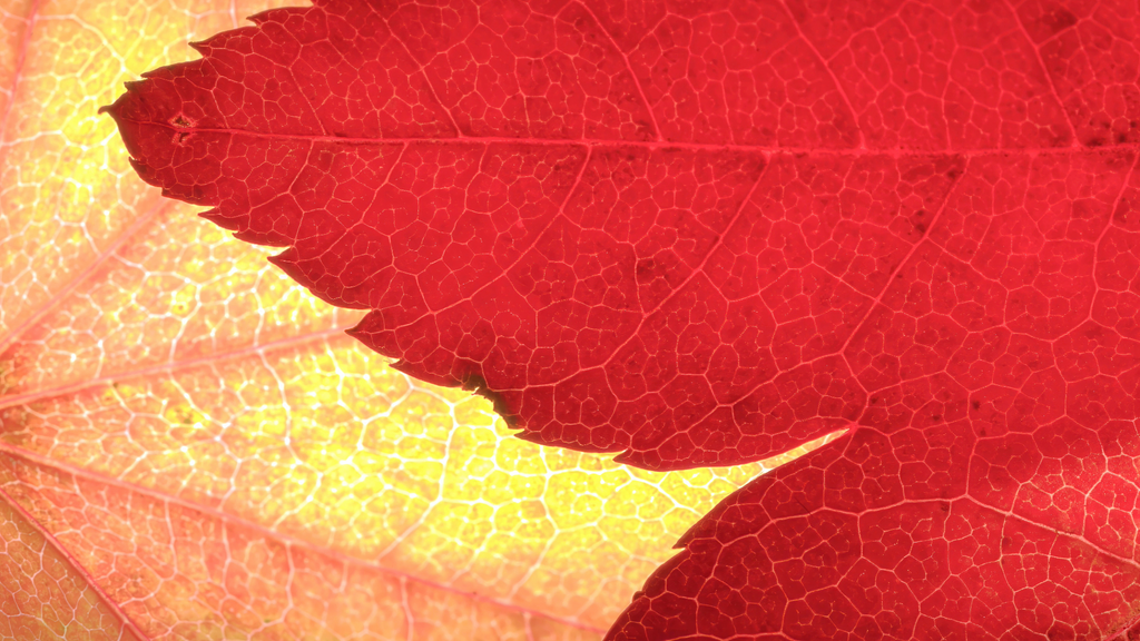 紅葉シーズンの混雑回避術2025！後悔しないための4つの方法と3つの裏技 - TRIPTO(トリプト)